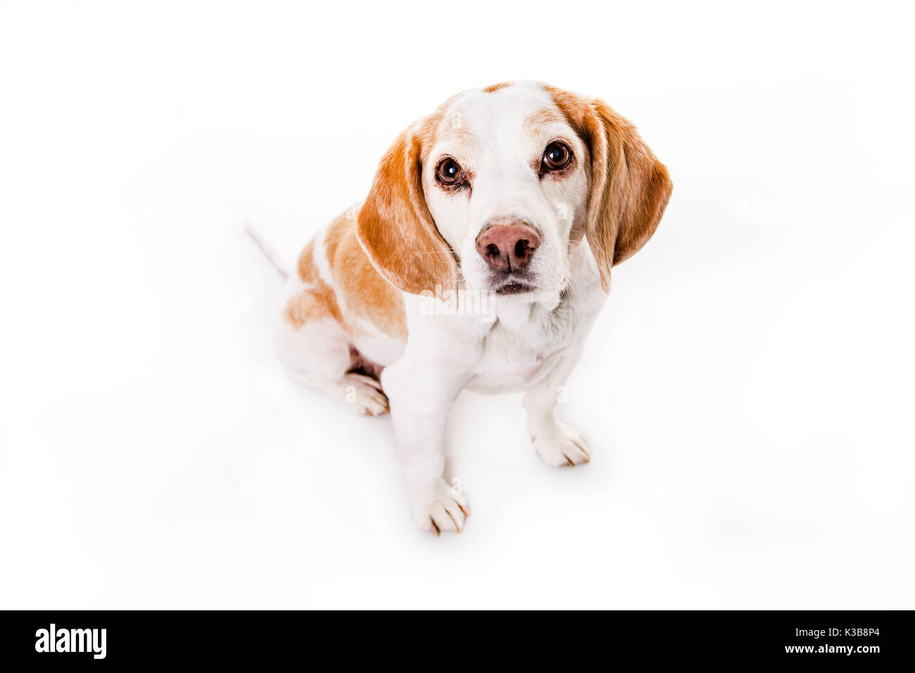 puppy Beagle on white background Stock Photo - Alamy