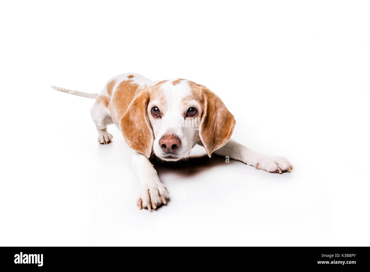 puppy Beagle on white background Stock Photo - Alamy