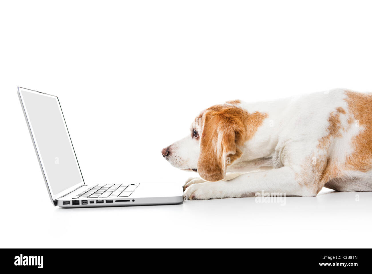 Beagle dog computer isolated on white background Stock Photo - Alamy