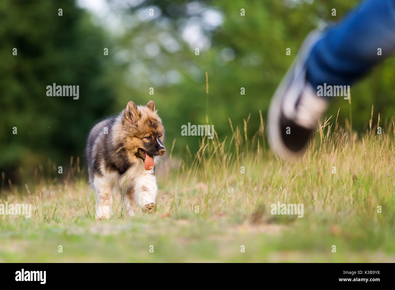 picture of a cute elo puppy who follows a running man Stock Photo - Alamy