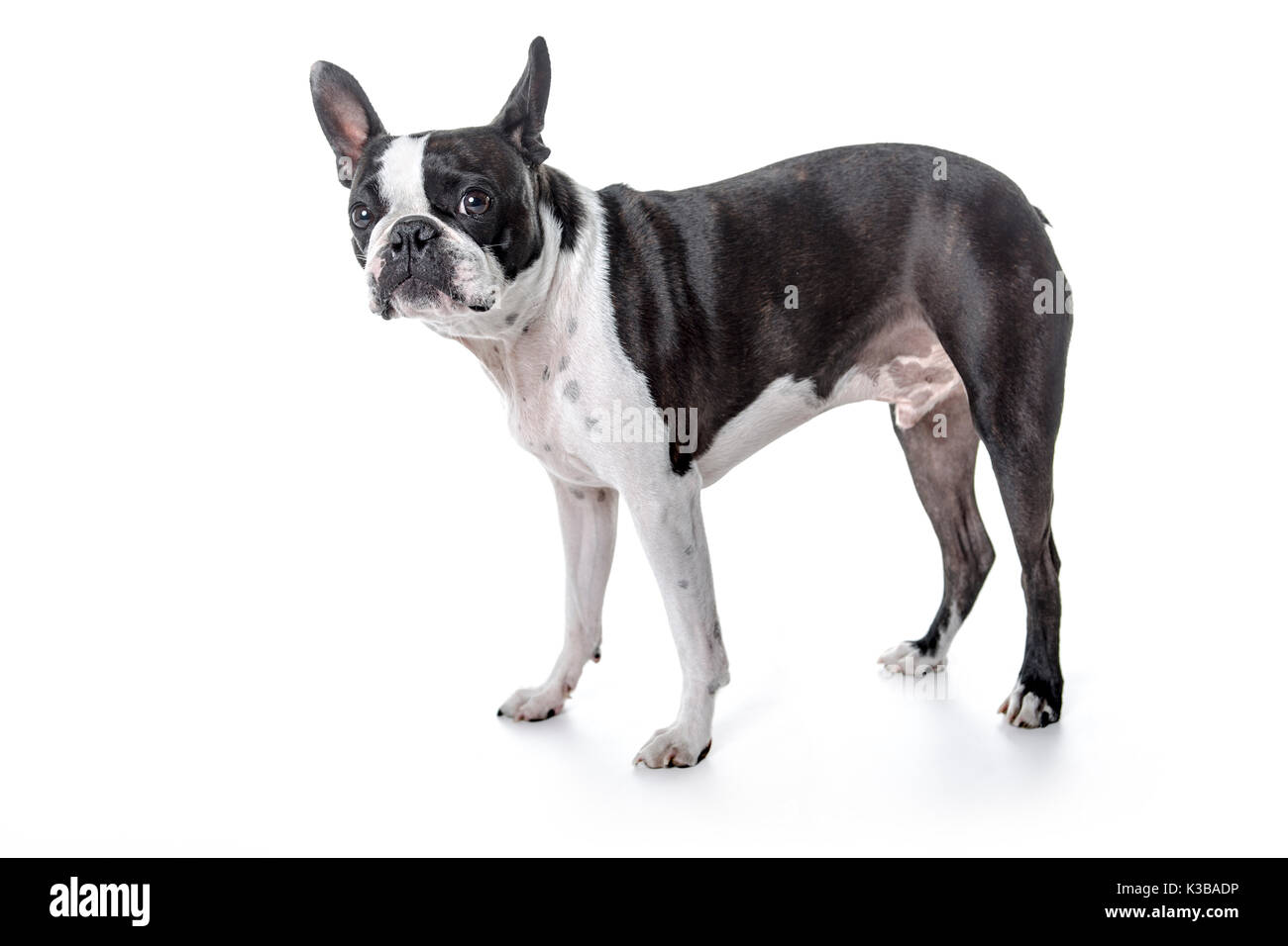 Boston Terrier, standing in front of white background Stock Photo - Alamy