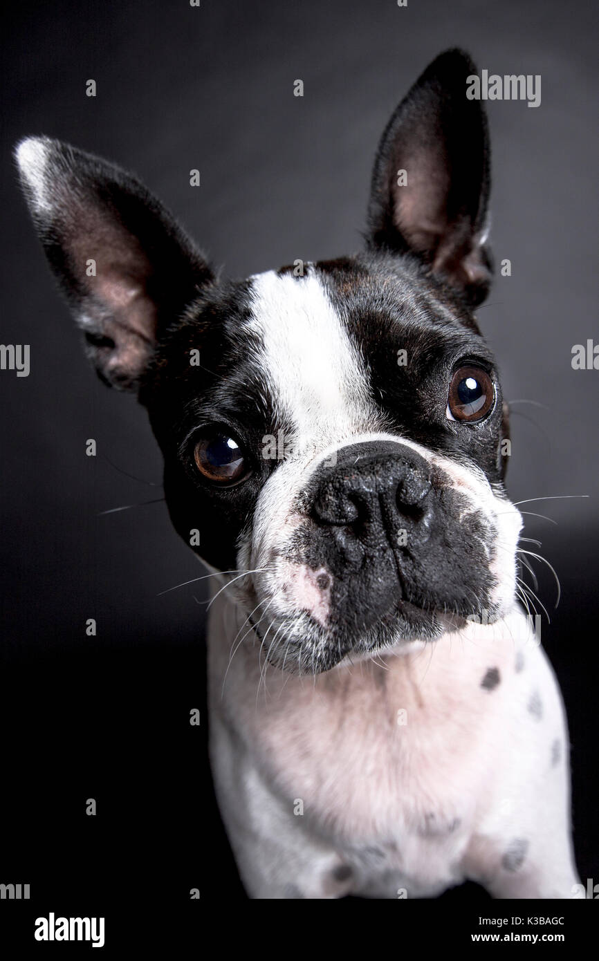 Boston Terrier, standing in front of gray background Stock Photo - Alamy