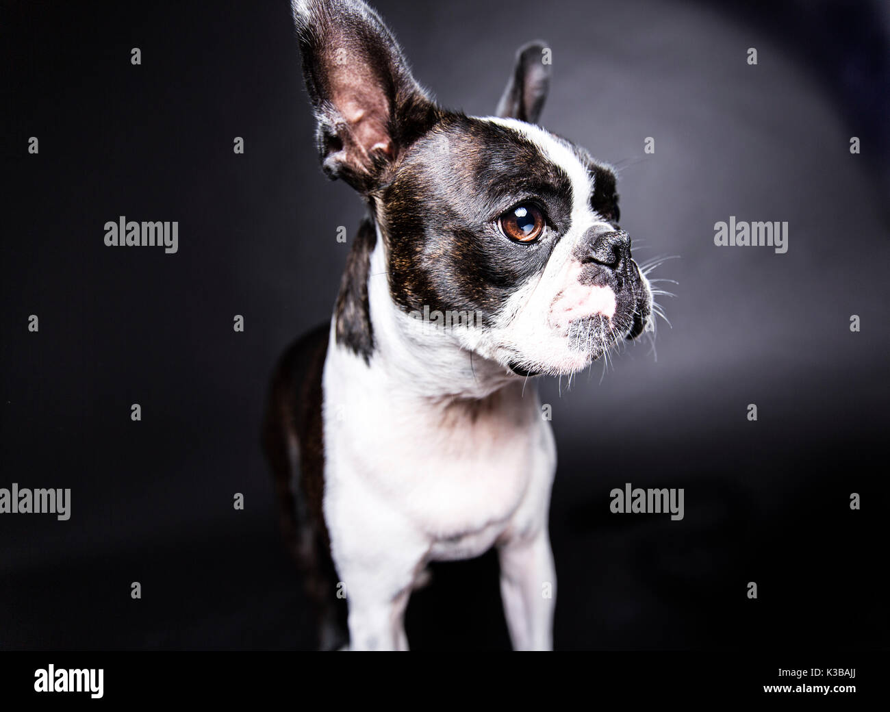 Boston Terrier, standing in front of gray background Stock Photo - Alamy