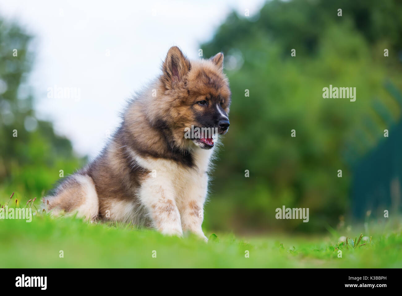 outdoor portrait of a cute elo puppy Stock Photo - Alamy