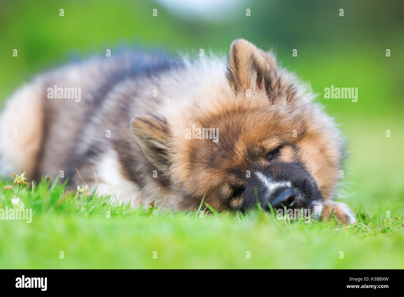 outdoor portrait of a cute elo puppy Stock Photo - Alamy