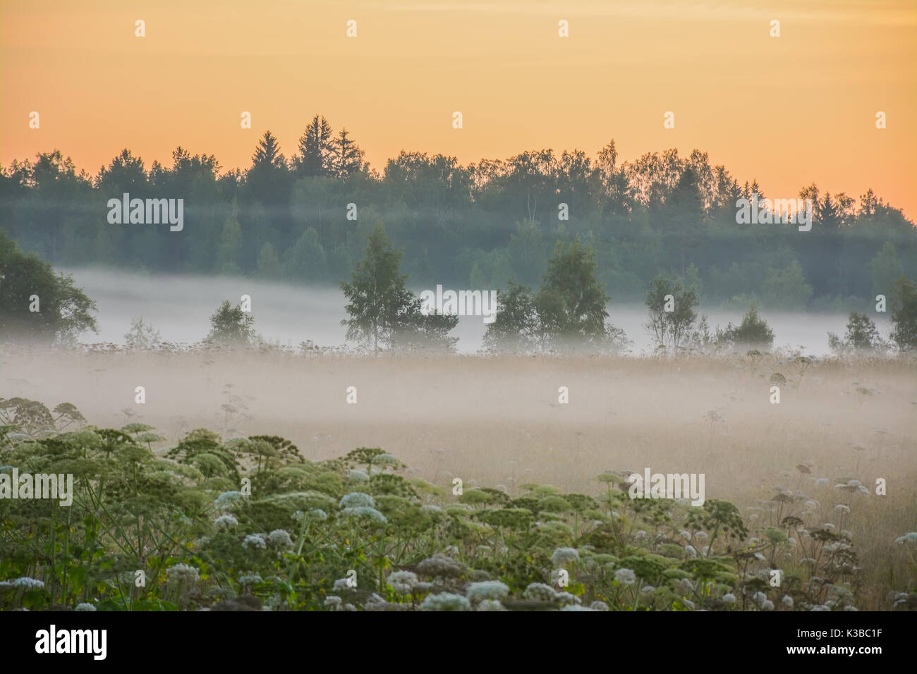 Summer dawn in the countryside Stock Photo - Alamy