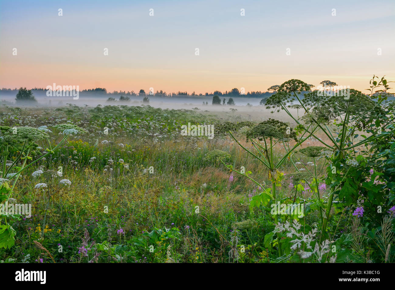 Summer dawn in the countryside Stock Photo - Alamy