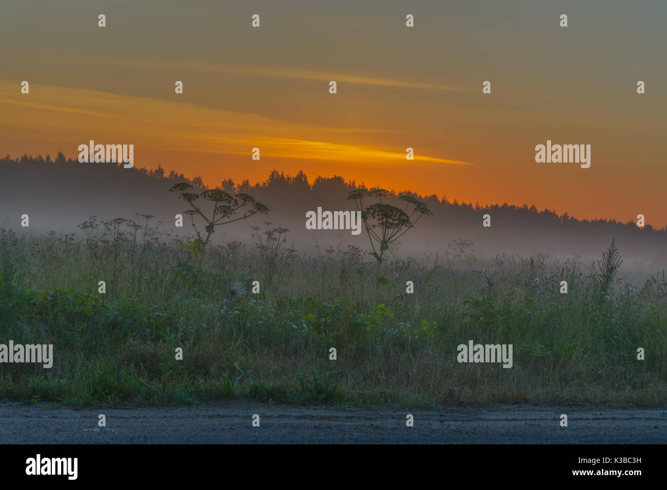 Summer dawn in the countryside Stock Photo - Alamy
