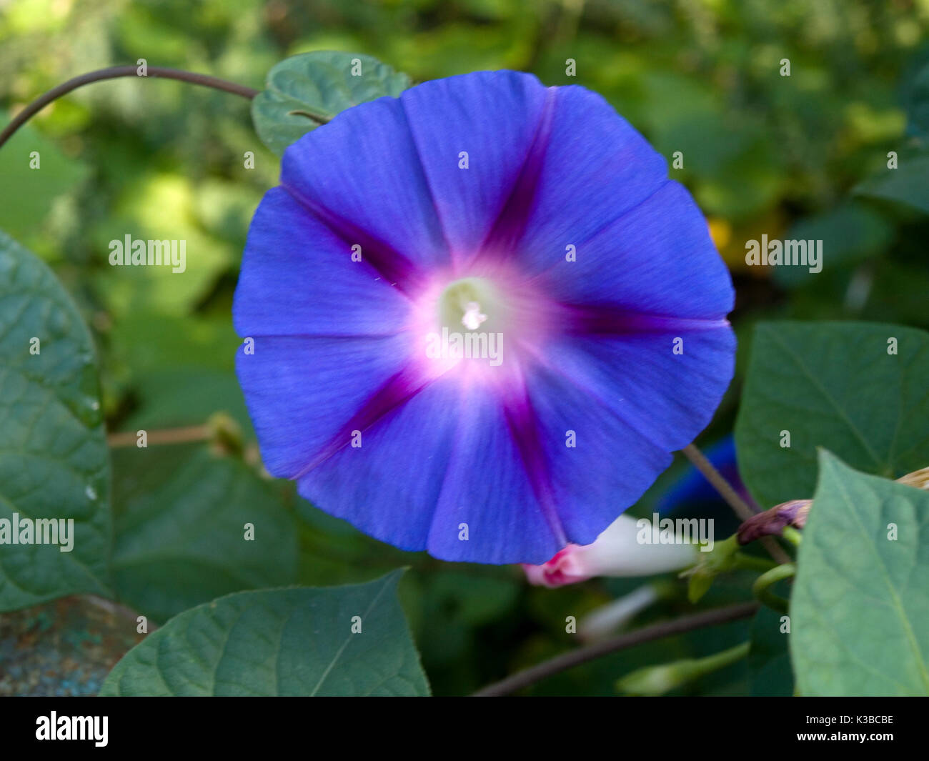 Morning glory flower Stock Photo - Alamy