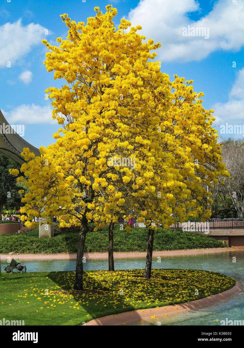 Tabebuia trees with bright colorful yellow leaves Stock Photo - Alamy