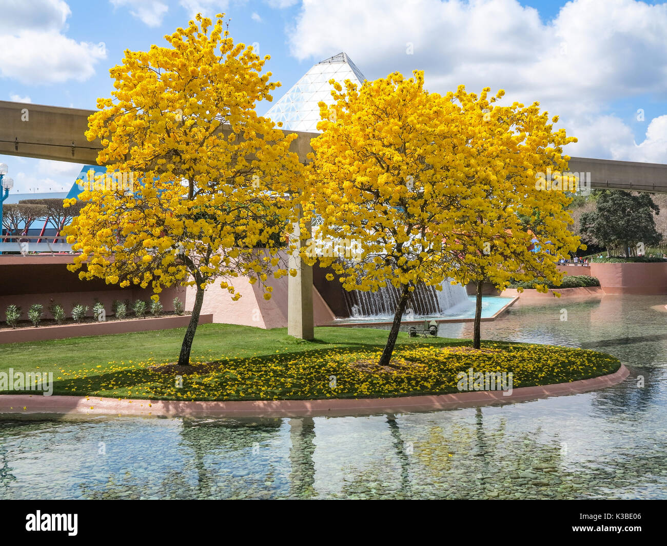 Tabebuia tree hi-res stock photography and images - Alamy