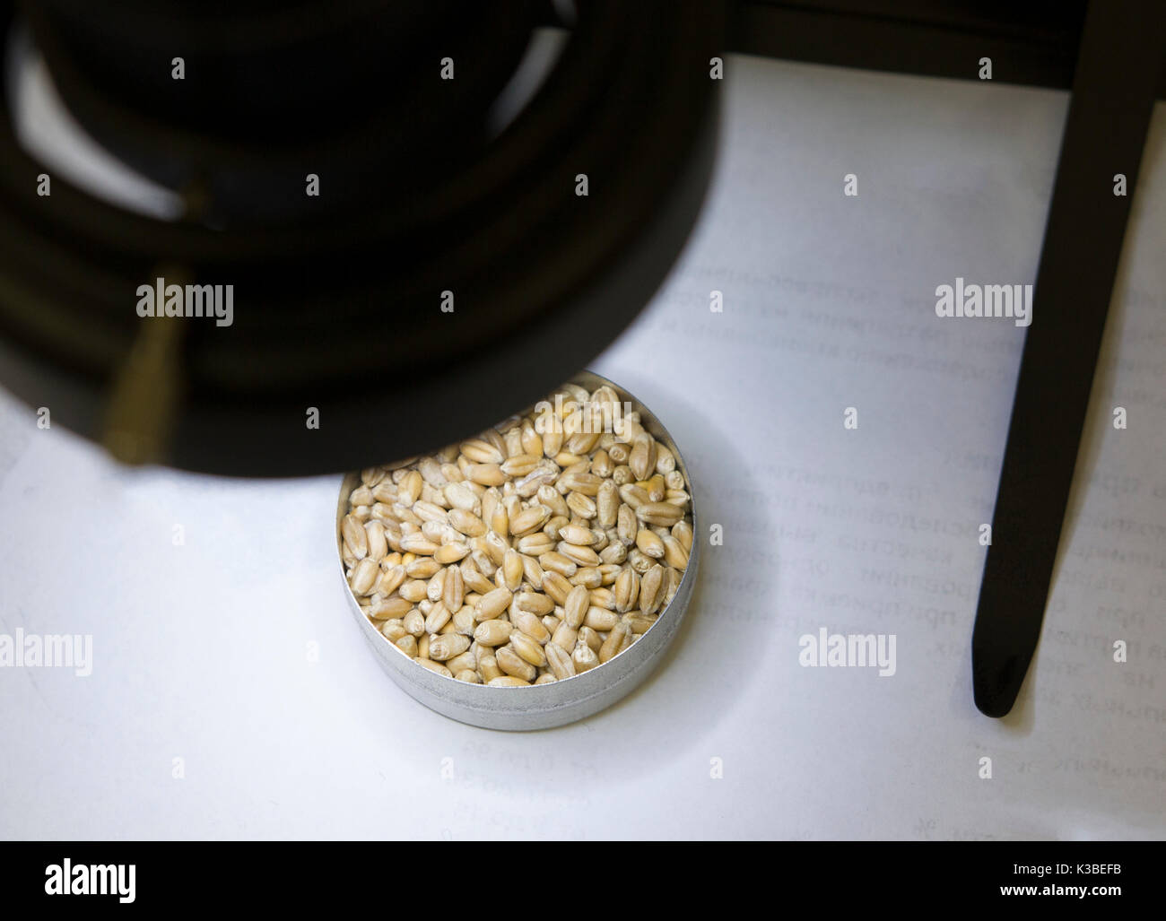 Genetically modified agricultural seeds of plants in the bucket, close ...