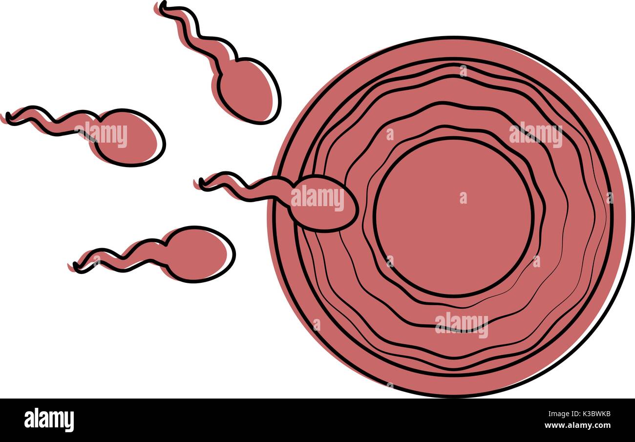 Fertilization of the ovum vector illustration design Stock Vector Image ...