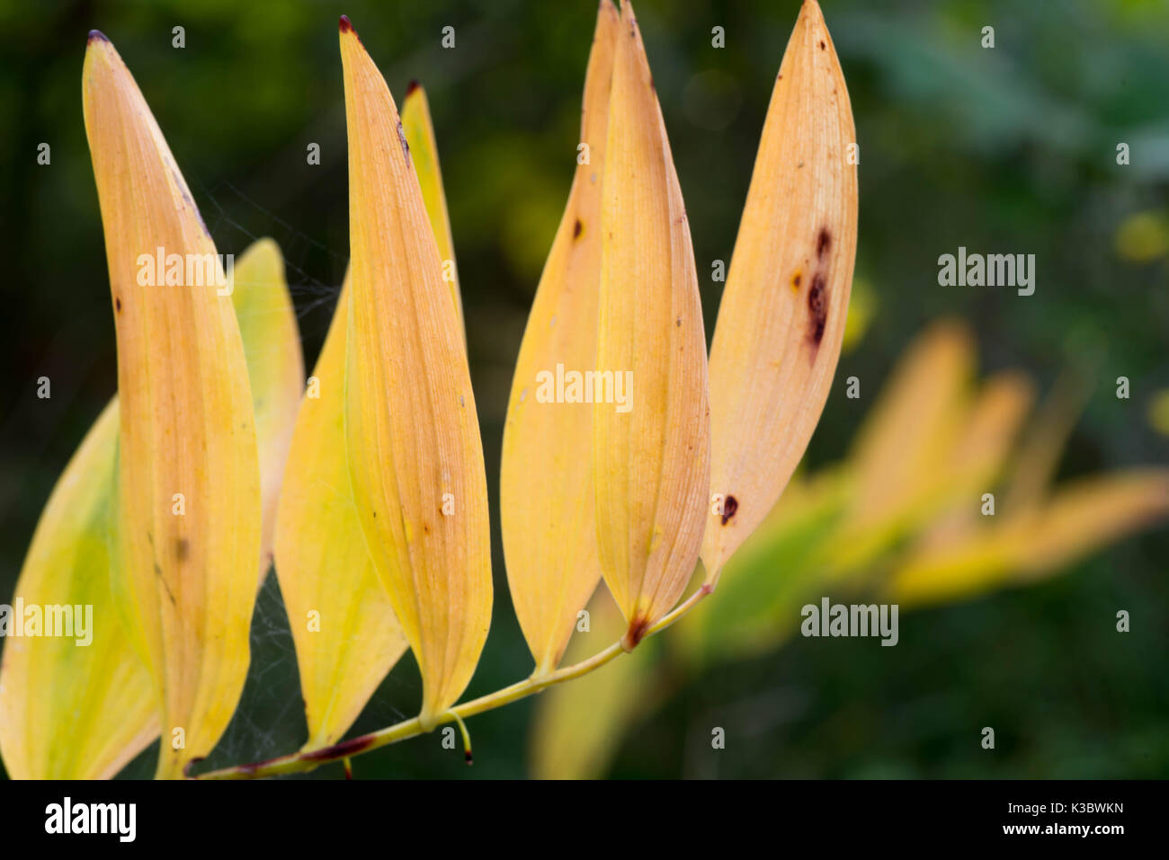 King solomon's gold hi-res stock photography and images - Alamy