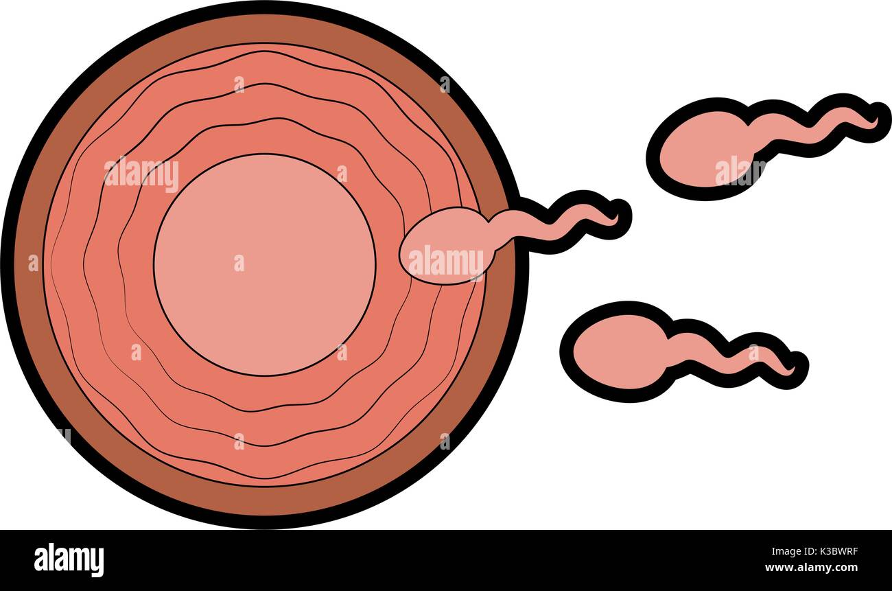 Fertilization of the ovum vector illustration design Stock Vector Image ...