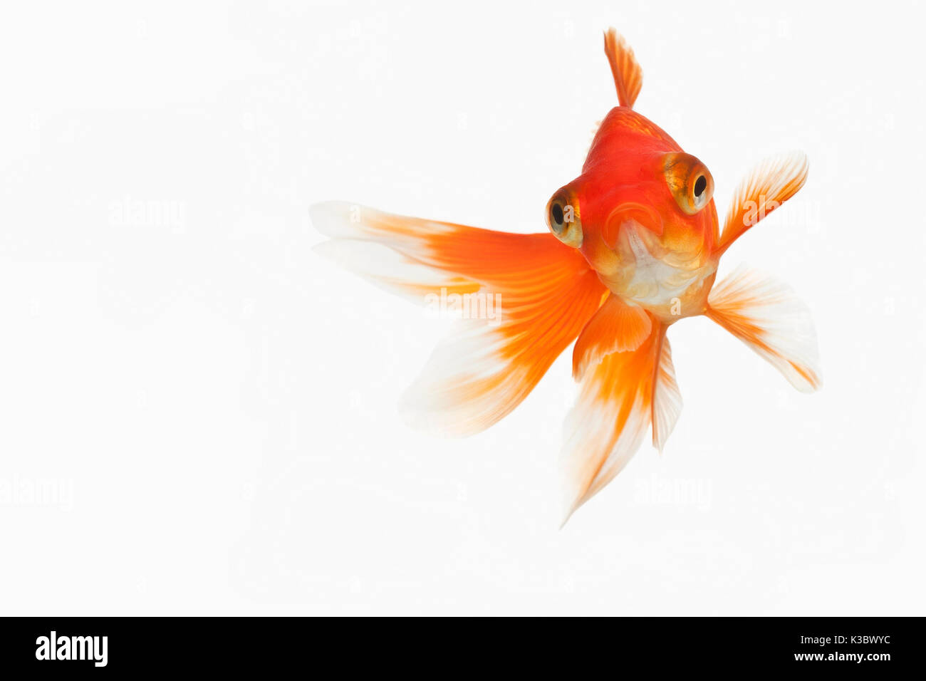 Goldfish aquarium Cut Out Stock Images & Pictures - Alamy