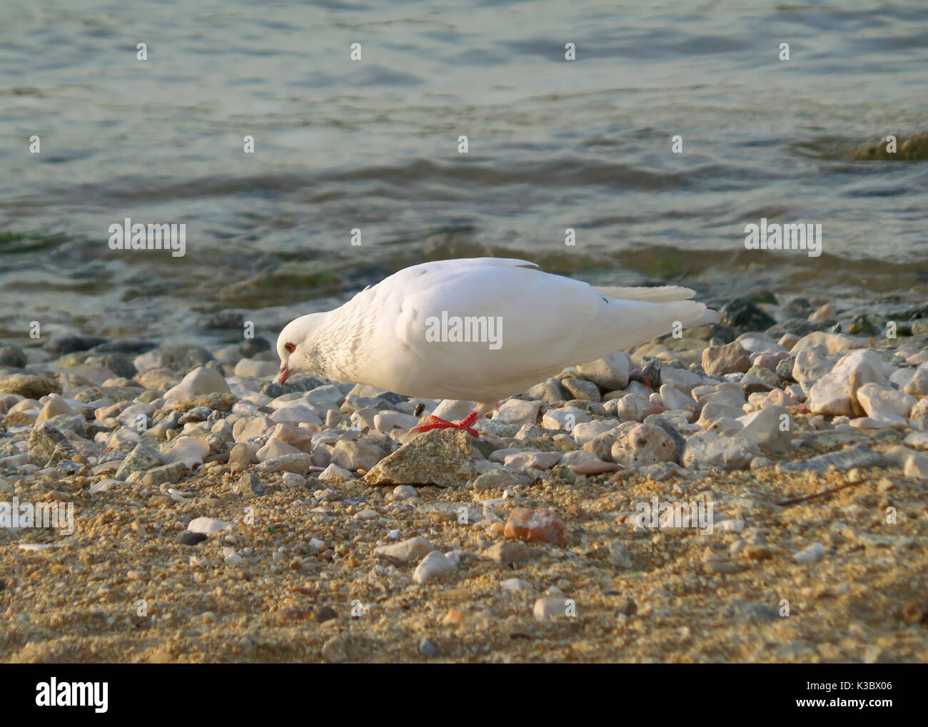 White Dove And Water Stock Photos & White Dove And Water Stock Images ...