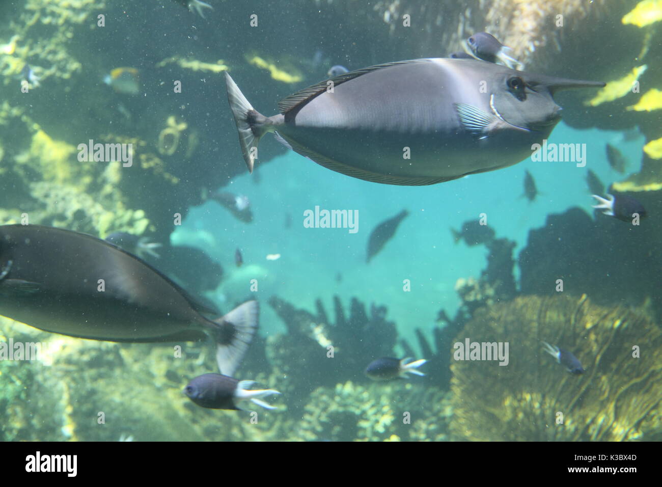 Unicorn fish hi-res stock photography and images - Alamy