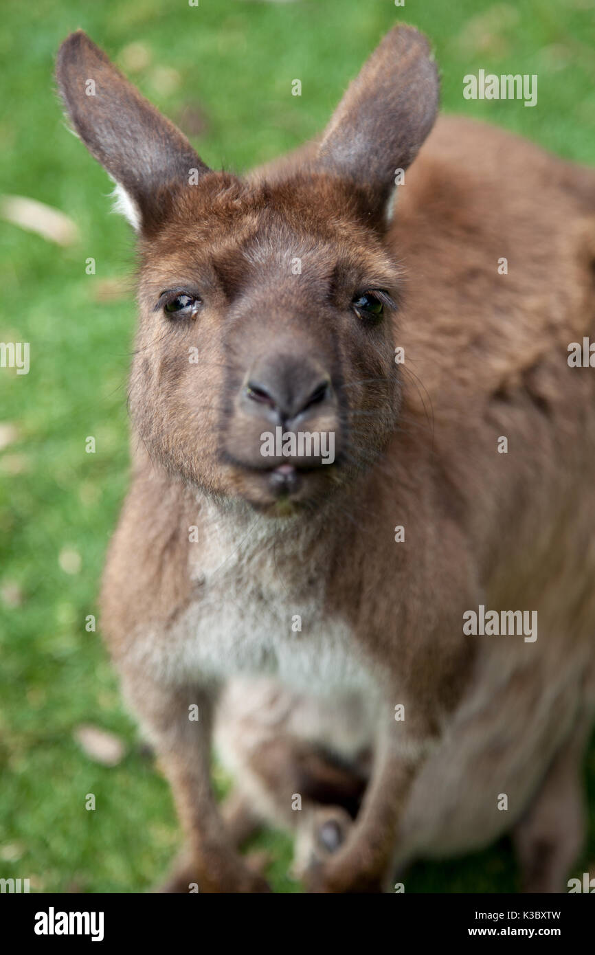 A close up of a Kangaroo Stock Photo - Alamy