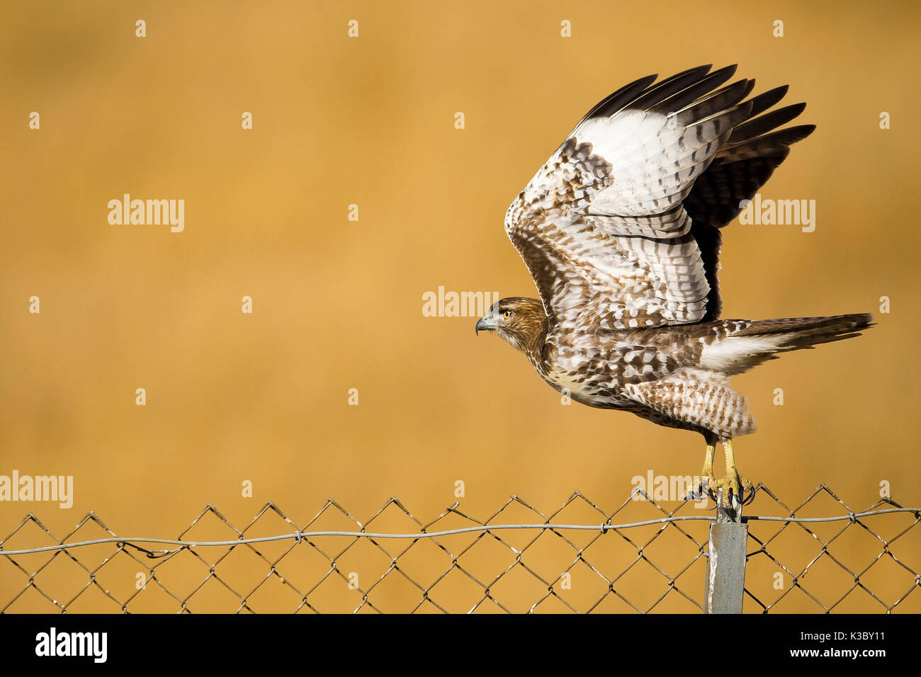 A juvenile Red-Tailed Hawk prepares to fly Stock Photo - Alamy