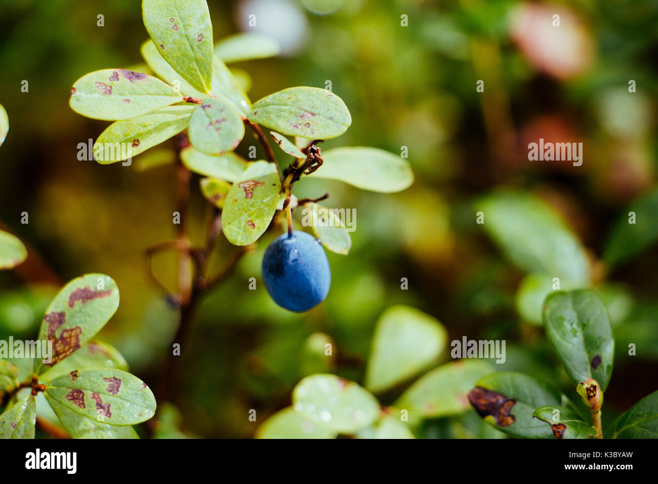 green shrubs with blueberry fruits in wild forest Stock Photo - Alamy