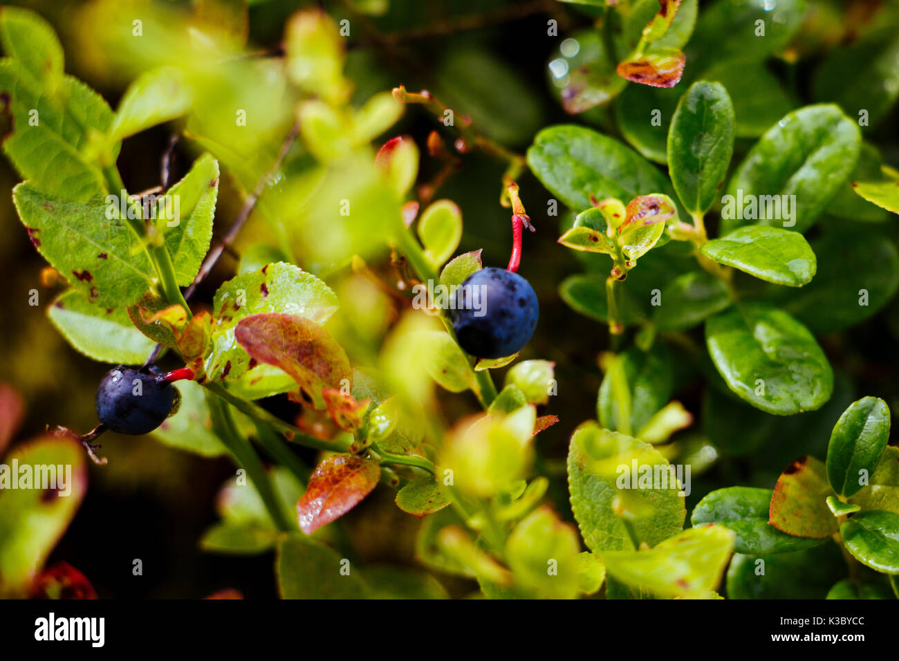 green shrubs with blueberry fruits in wild forest Stock Photo - Alamy