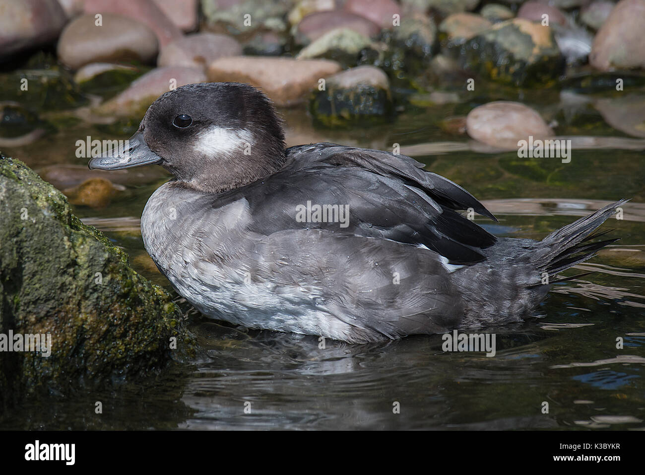 Very close profile view of a female bufflehead duck climbing out of the ...