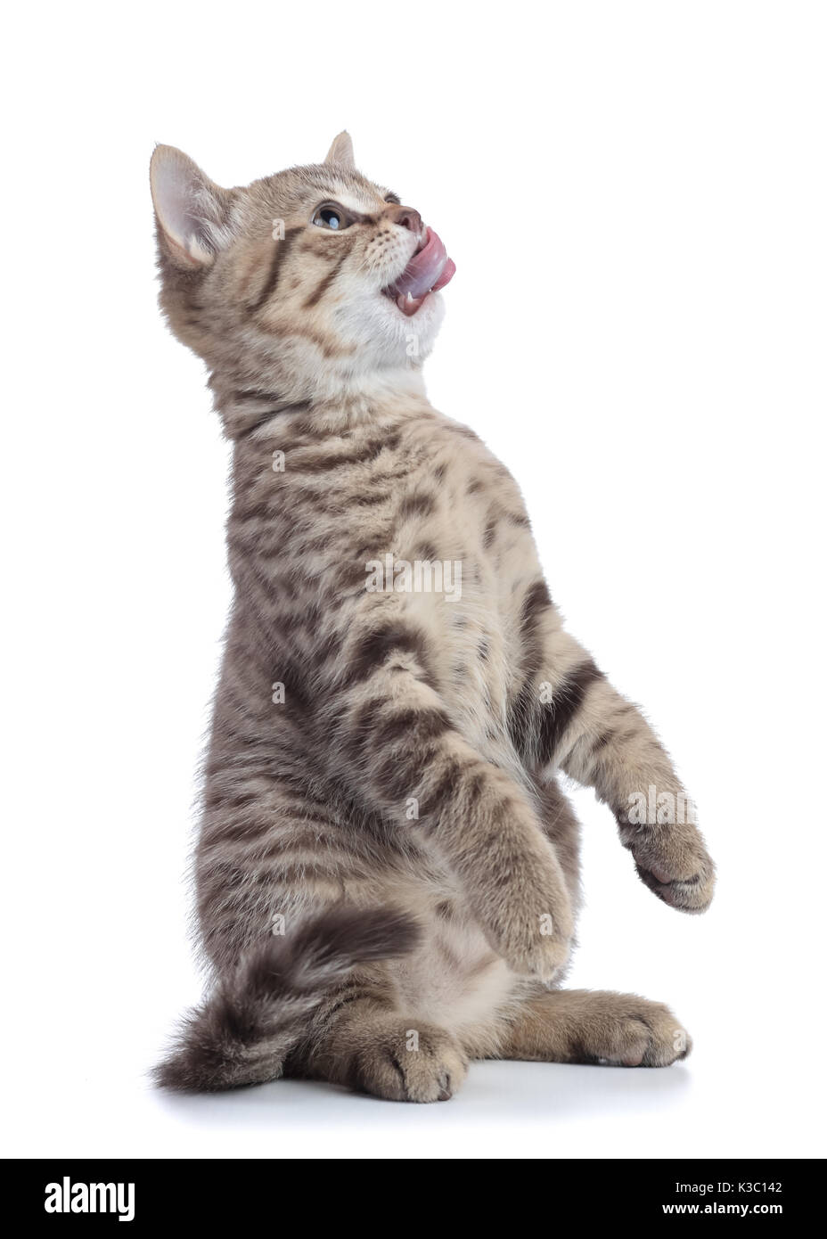 Cute tabby cat kitten standing with hind legs and licking isolated on ...
