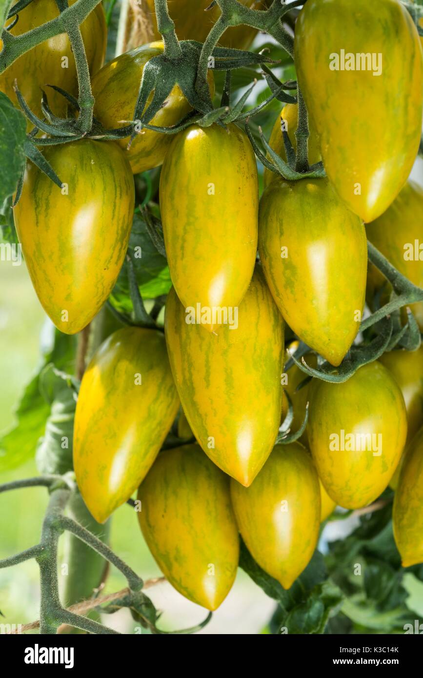 Tiger tomato hi-res stock photography and images - Alamy