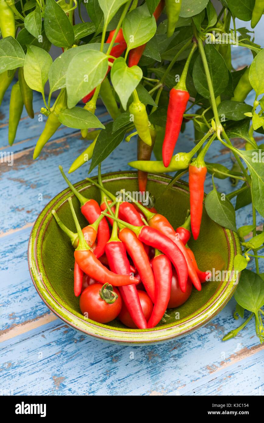 Chillies, Capsicum, Super Chilli Stock Photo - Alamy