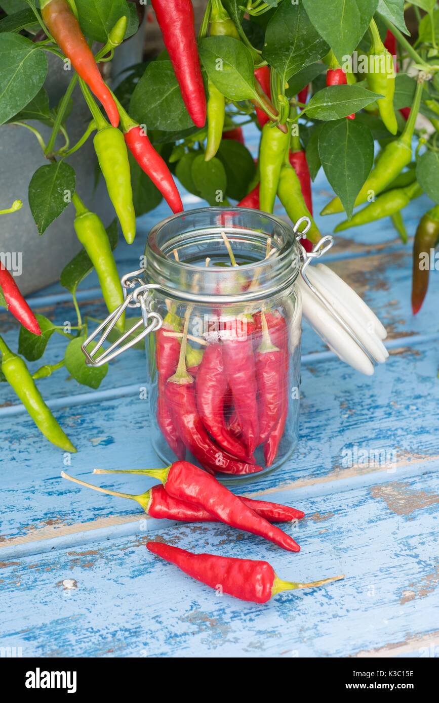 Drying, Chillies, Capsicum, Super Chilli Stock Photo - Alamy
