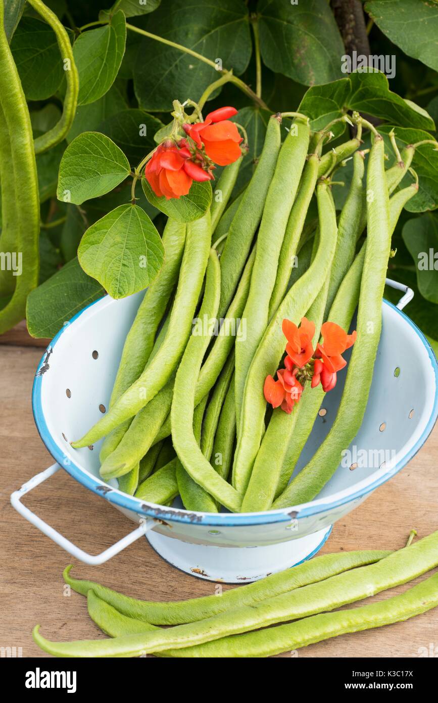 Phaseolus coccineus, runner bean, scarlet runner, 'Lady Di' Stock Photo ...