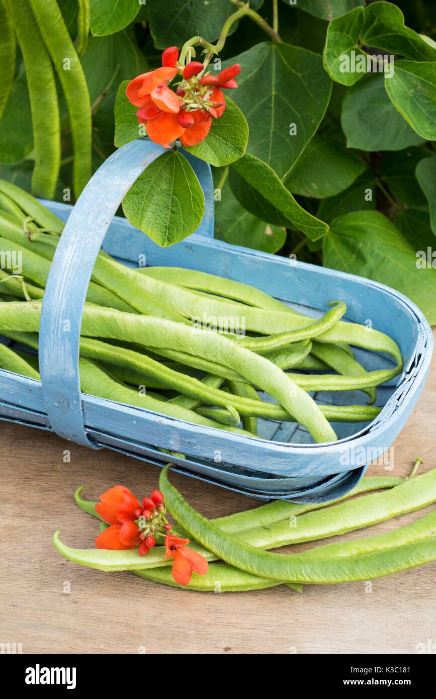 Scarlet Beans Traveler