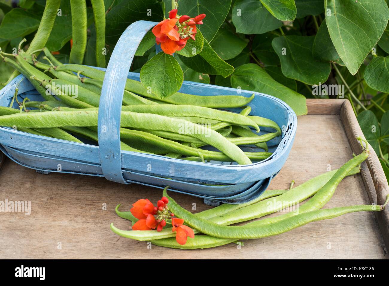 Lady bean hi-res stock photography and images - Alamy