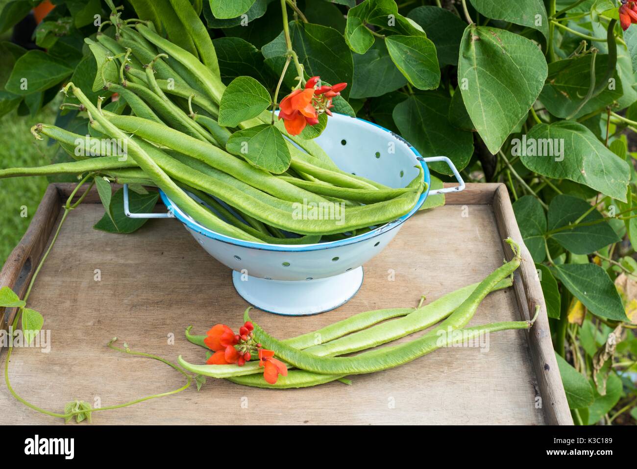 Runner bean hi-res stock photography and images - Alamy