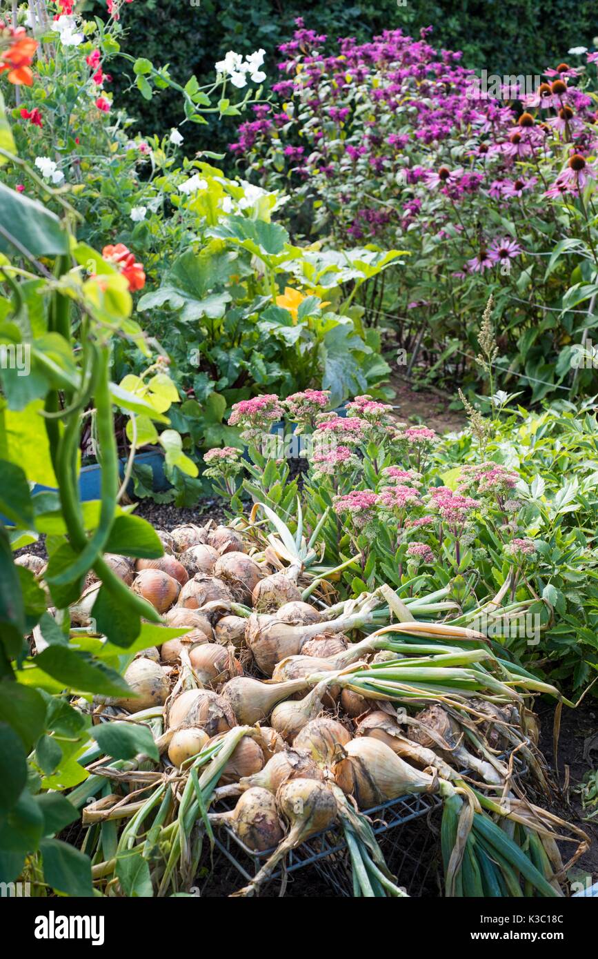 Sturon onions hi-res stock photography and images - Alamy