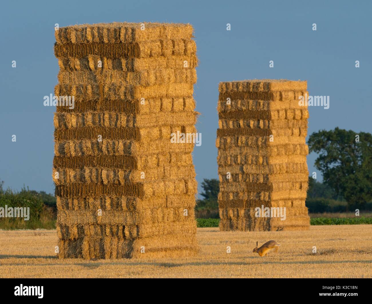 Straw stack in stubble field with hare running, digital composite Stock ...