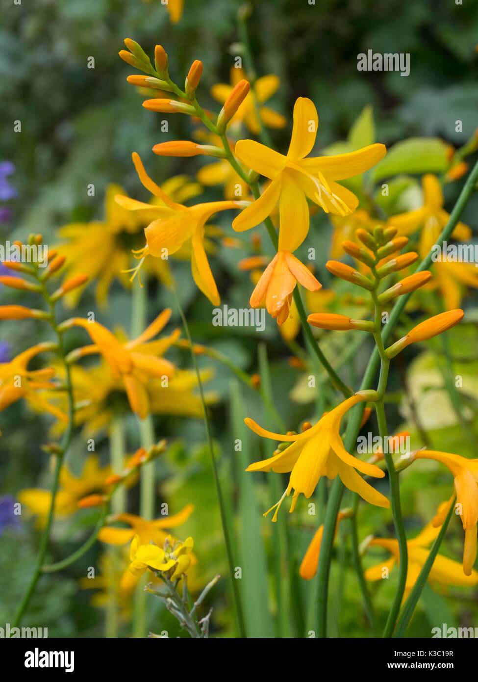 George Davison High Resolution Stock Photography and Images - Alamy