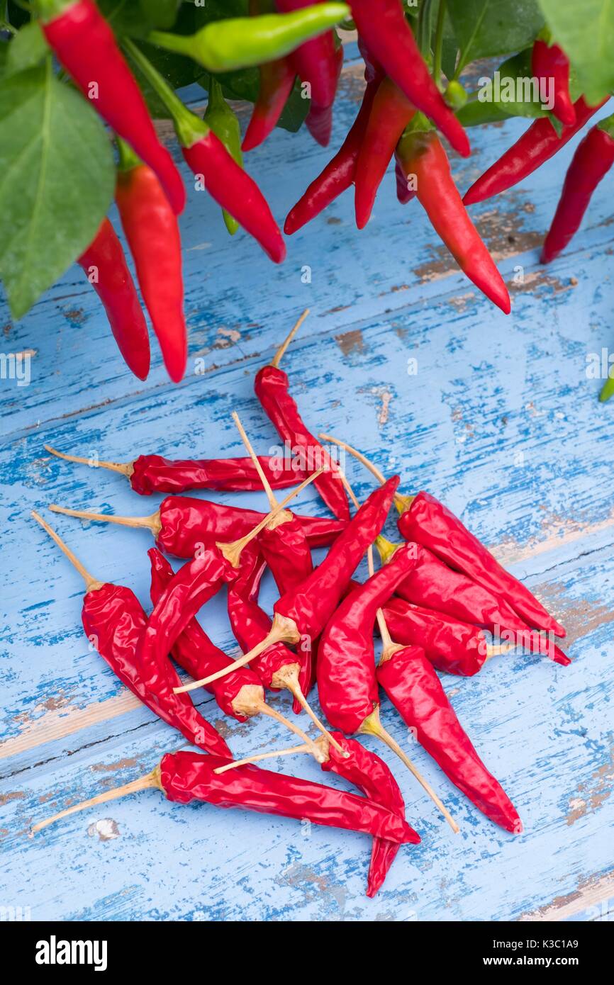 Drying chillies hi-res stock photography and images - Alamy