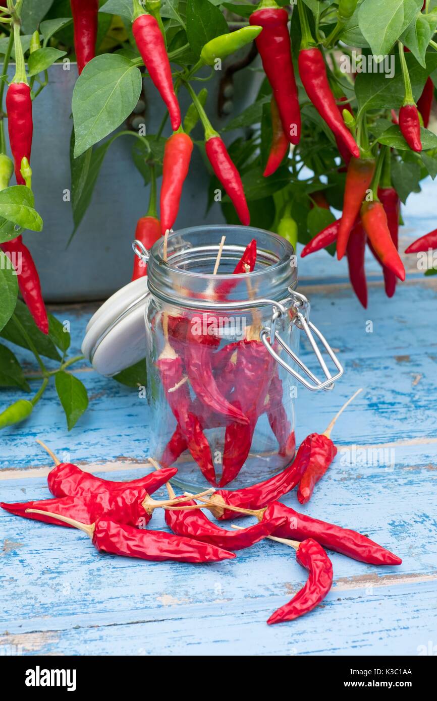 Drying, Chillies, Capsicum, Super Chilli Stock Photo - Alamy