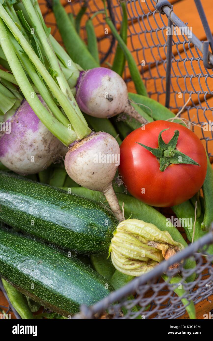 Wire trug with turnips, tomatoes, courgettes, and runner beans Stock ...
