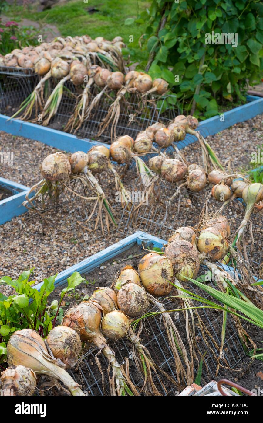 Main crop onions; Sturon; drying on wire frames Stock Photo - Alamy