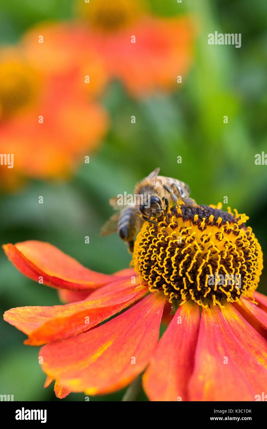 Heleniums hi-res stock photography and images - Alamy