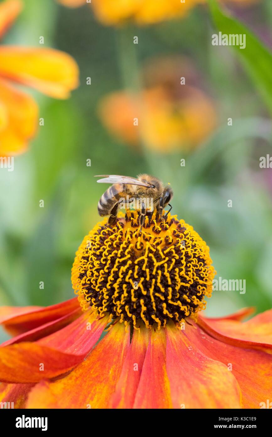 UK Honey Bee - Apis Mellifera, feeding on heleniums, 'sahins Early ...