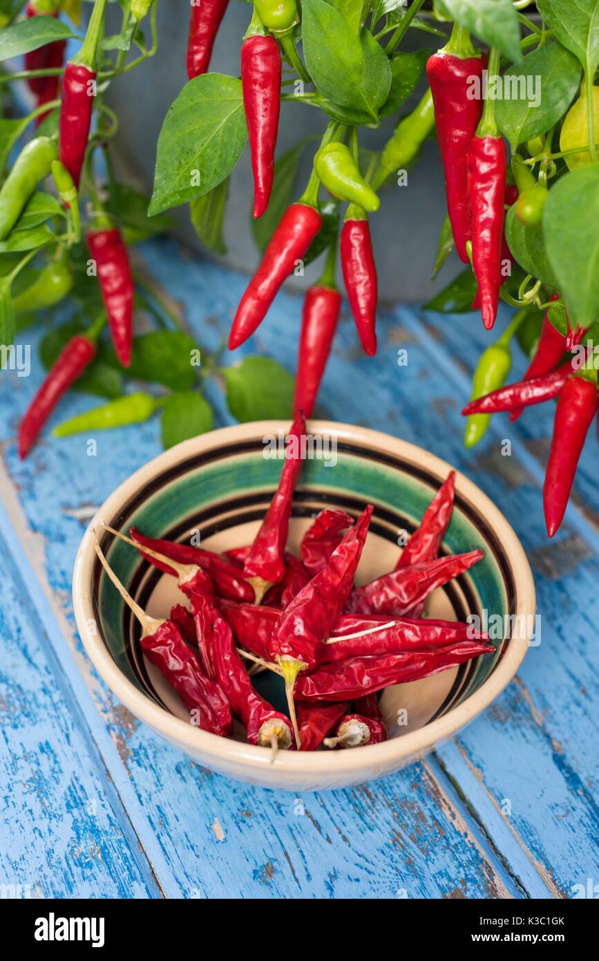 Dried Chillies, Capsicum, Super Chilli Stock Photo - Alamy