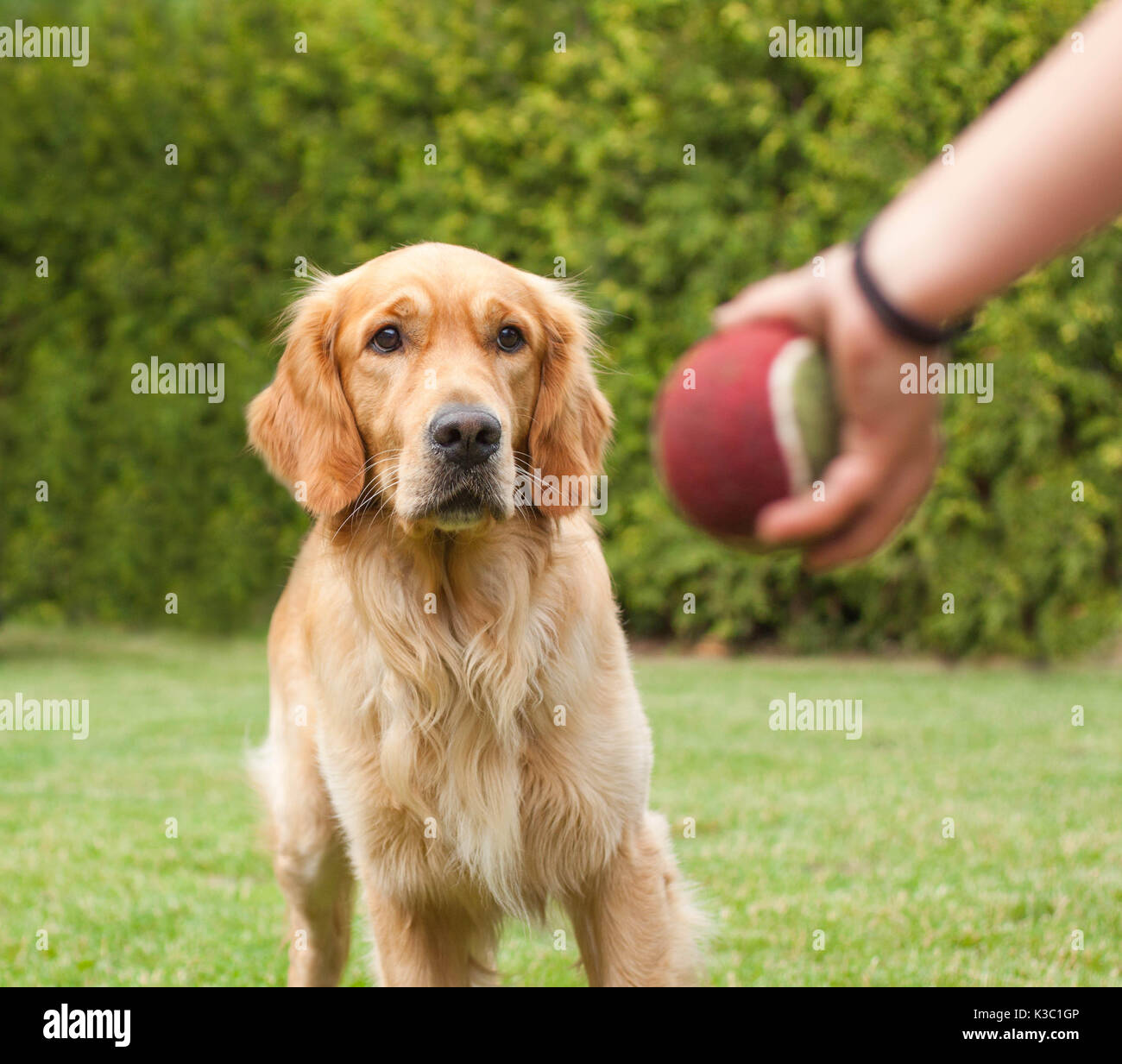 Golden Retriever Puppy Playing Ball