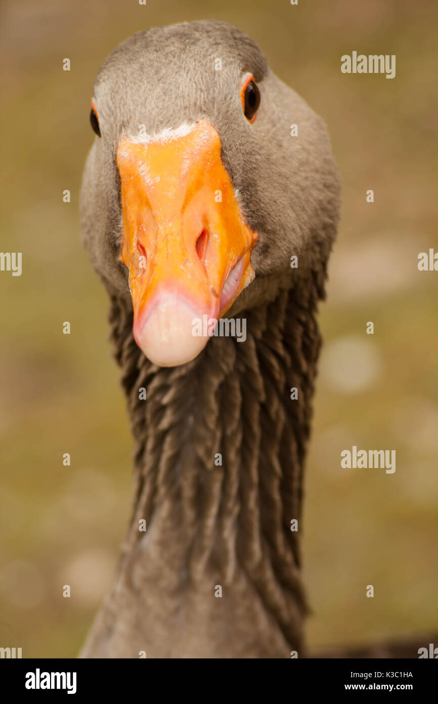 goose face portrait looking at camera Stock Photo - Alamy