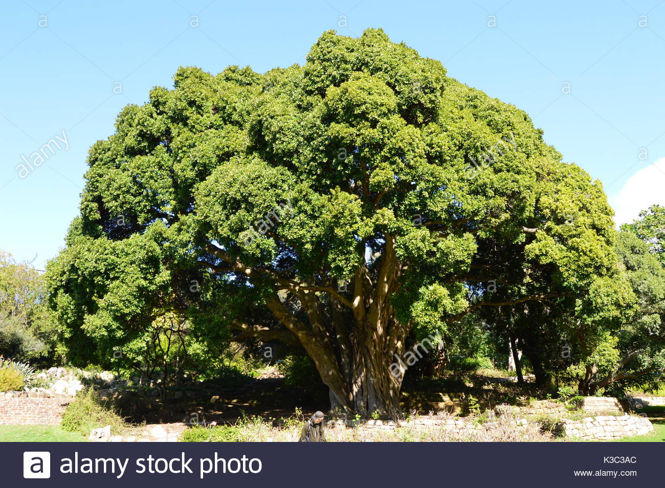 Tree Planting Africa Stock Photos & Tree Planting Africa Stock Images ...