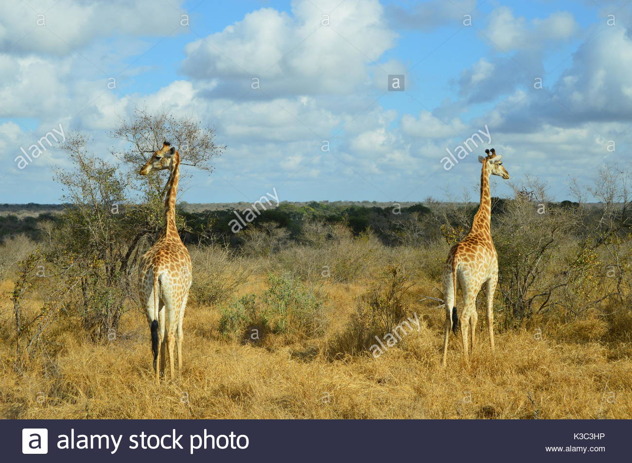 Baby Giraffe Running Stock Photos & Baby Giraffe Running Stock Images ...