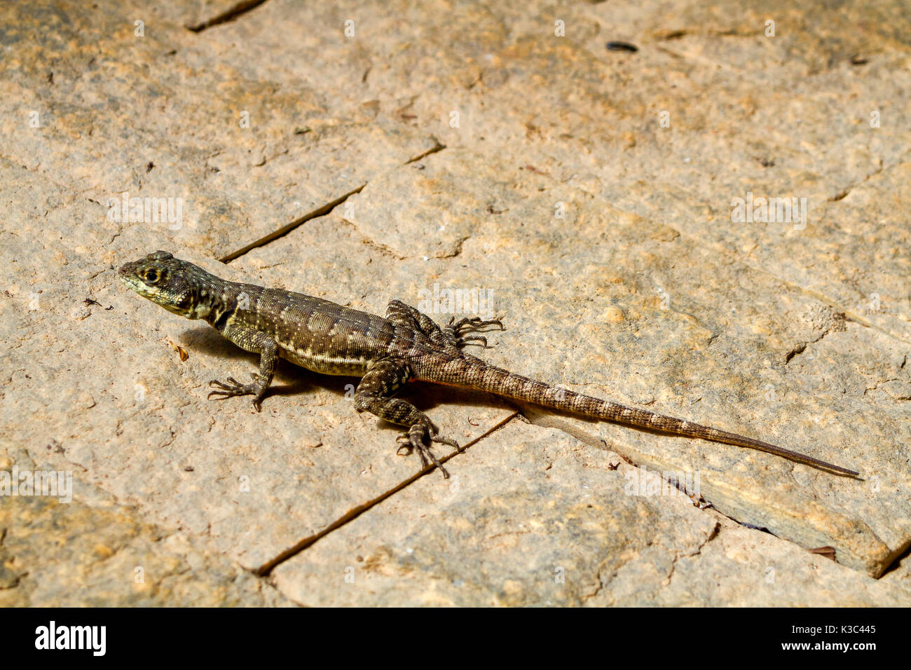 Brazil nature and wildlife hi-res stock photography and images - Alamy